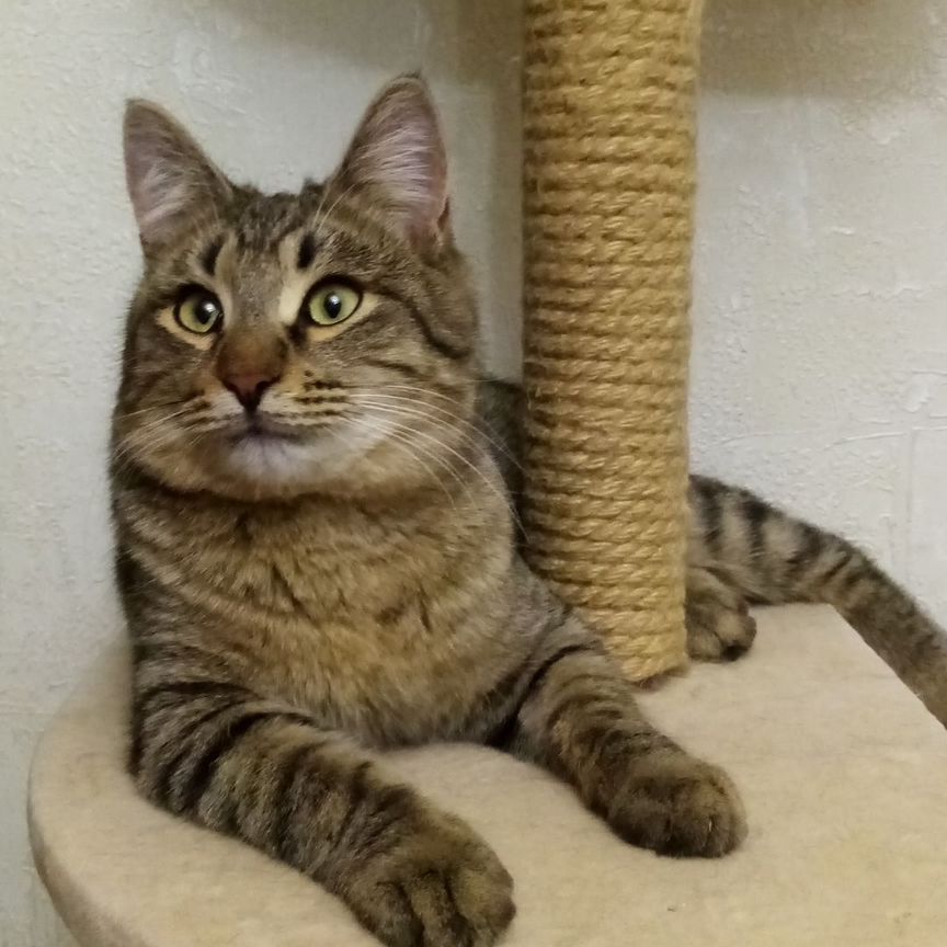 Котик в добрые руки