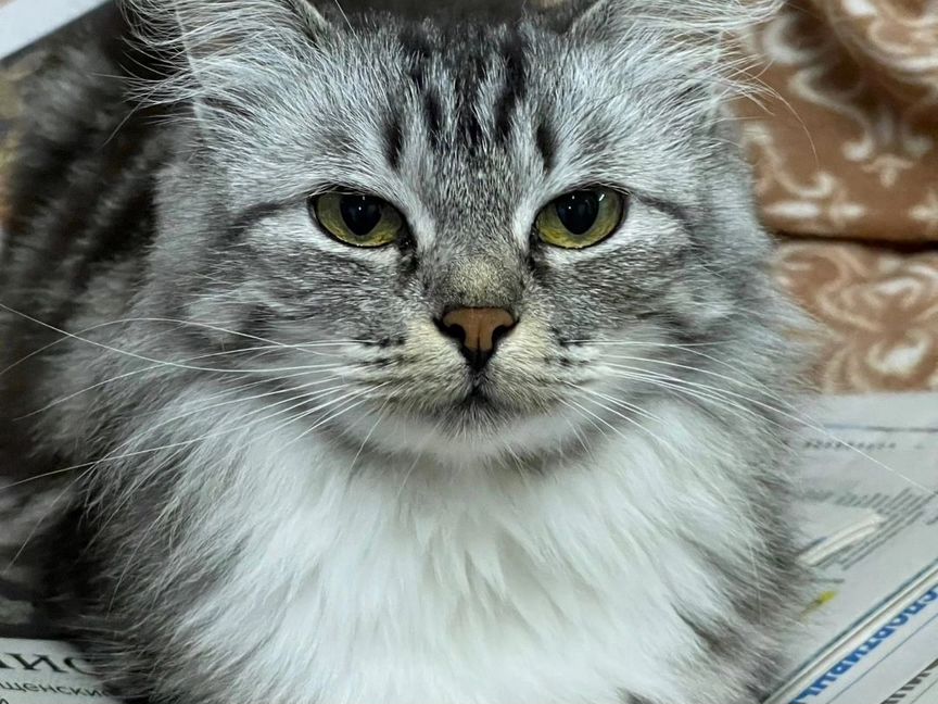 Эллочка ищет дом