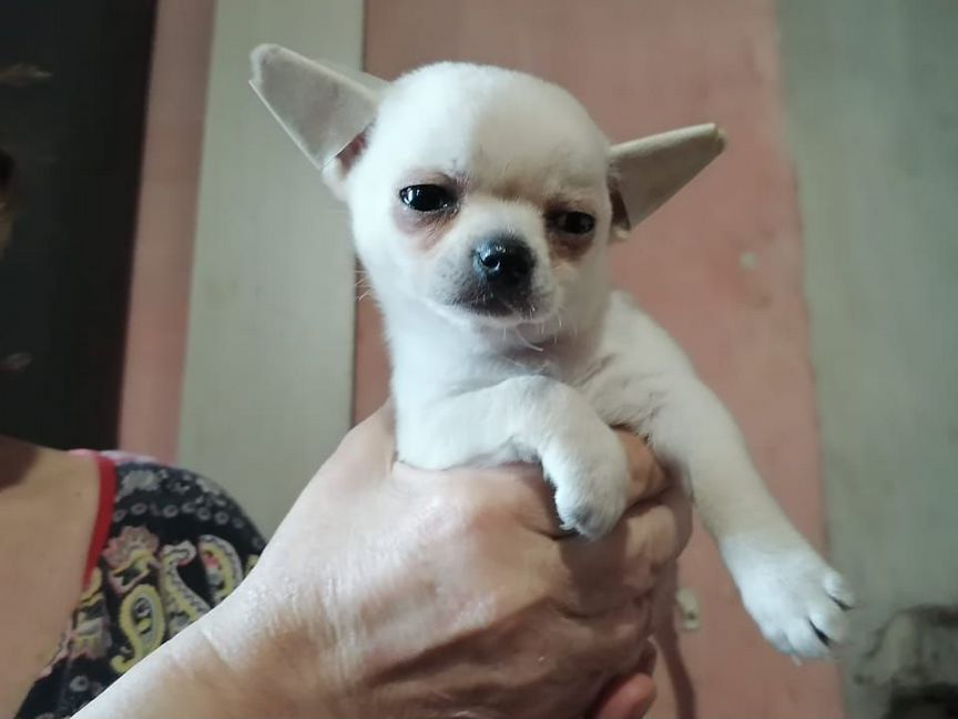 Чихуахуа мини