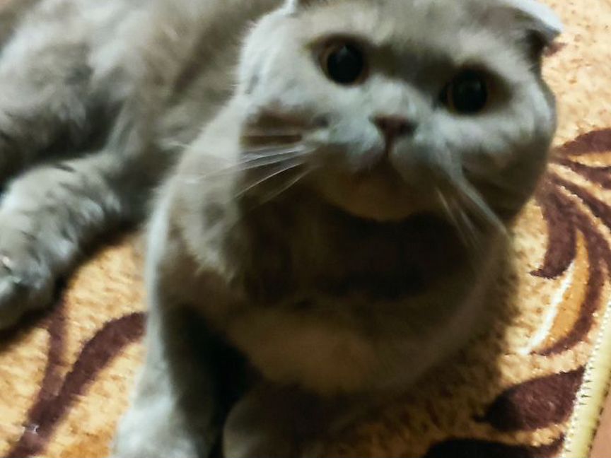 Кот в добрые руки