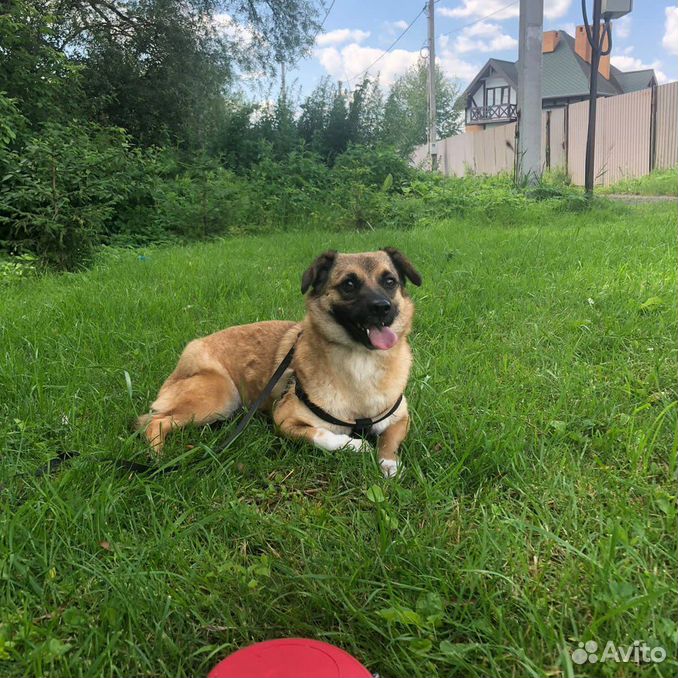 Маленькая собачка Лея 2 года ищет семью