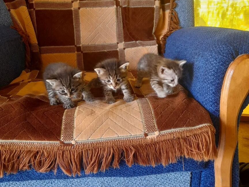 Котята в добрые руки