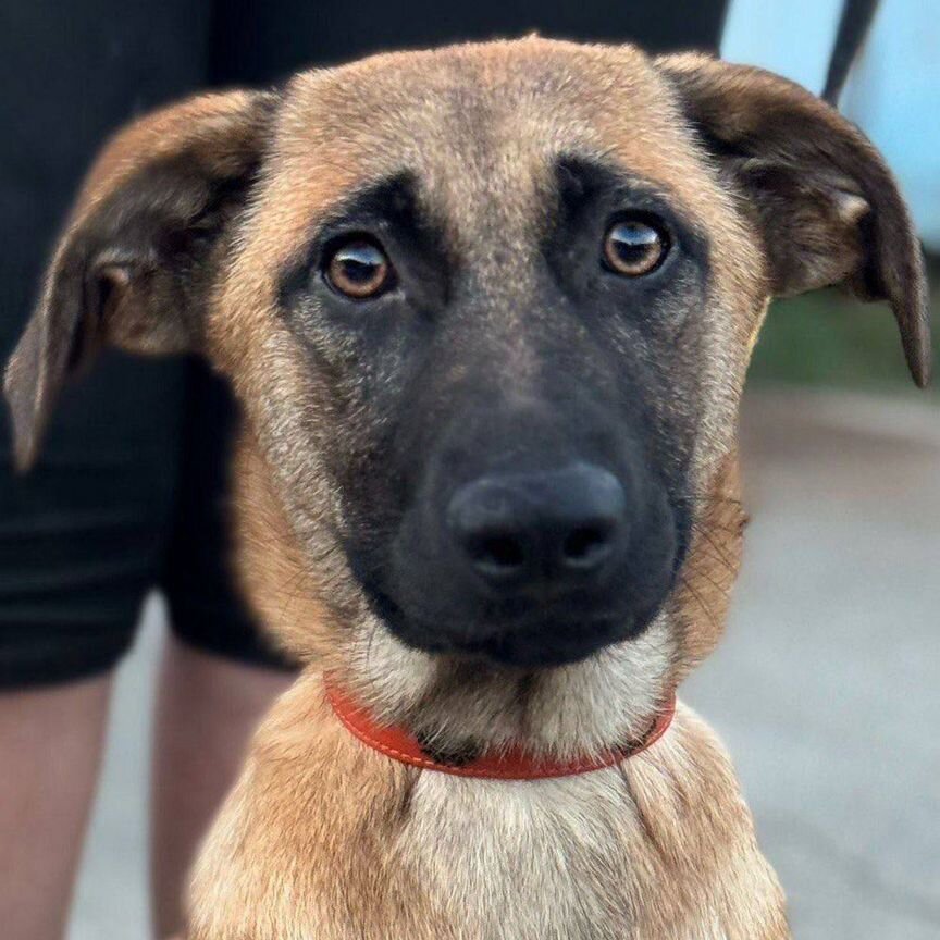 Умею лучше,чем кот в сапогах.гав