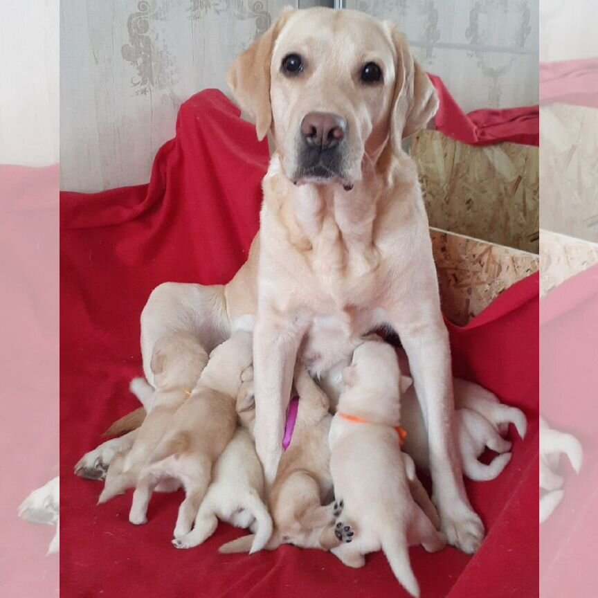 Щенок лабрадор