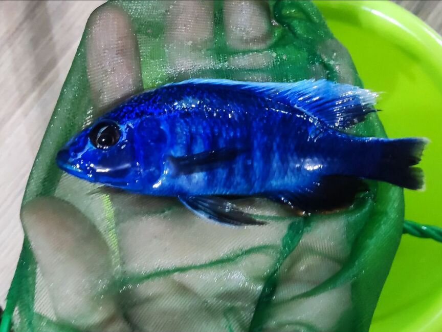 Хаплохромис васильковый