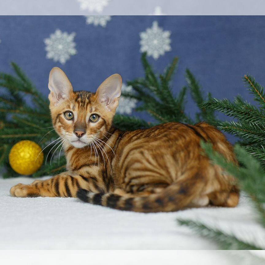 Котенок породы тойгер