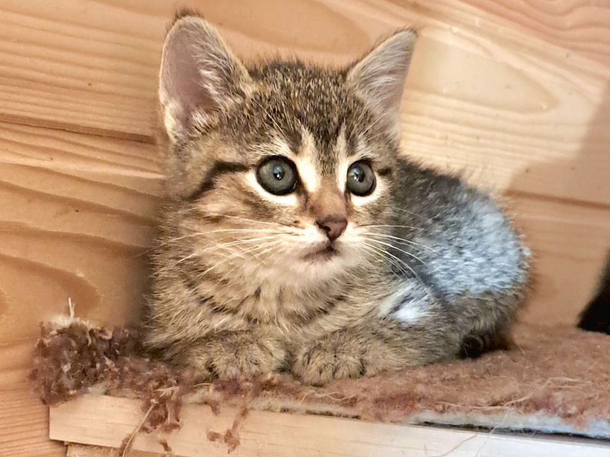 Хочет поскорее найти дом девочка котенок 2 мес