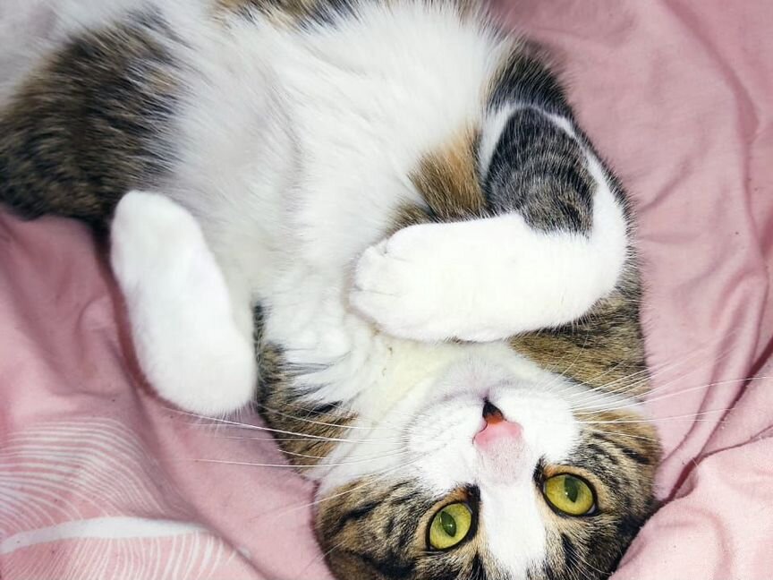 Мурчик лучший кот