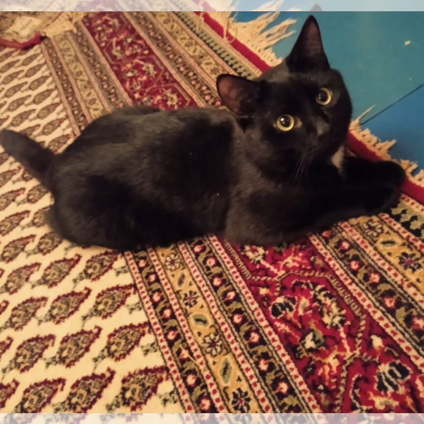 Котенок мальчик 7 месяцев
