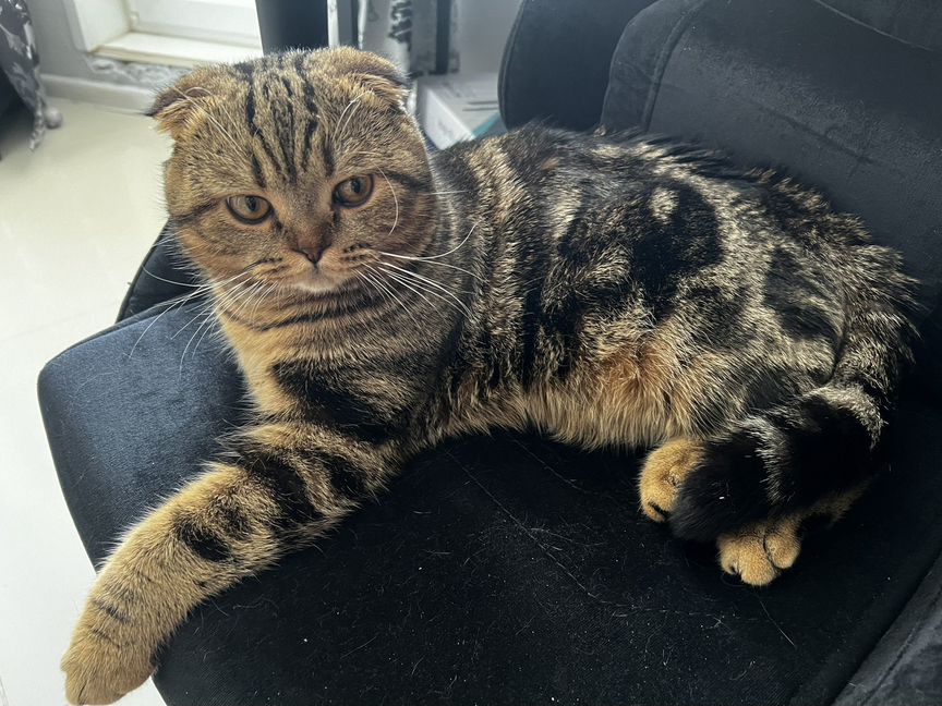 Шотландский кот на вязку