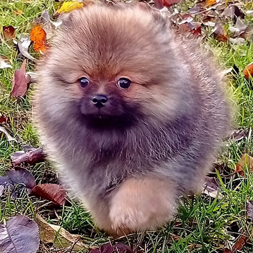 Померанский шпиц, щенок