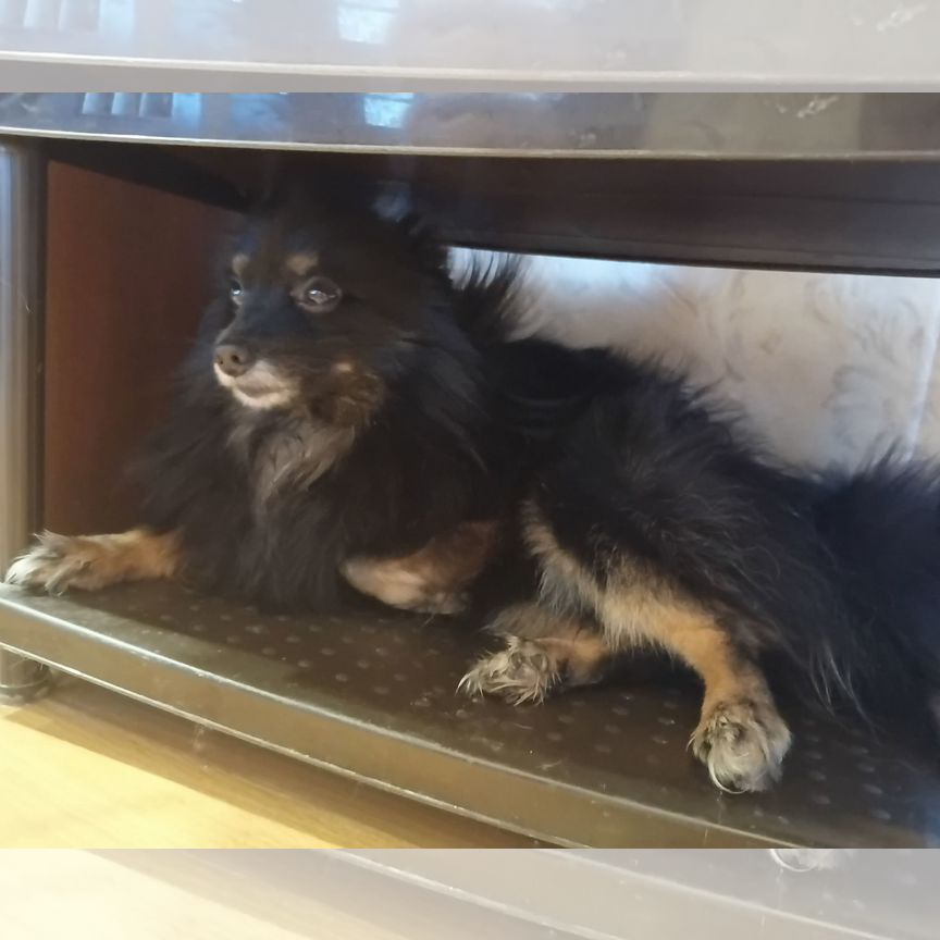 Немецкий шпиц, взрослый пёс