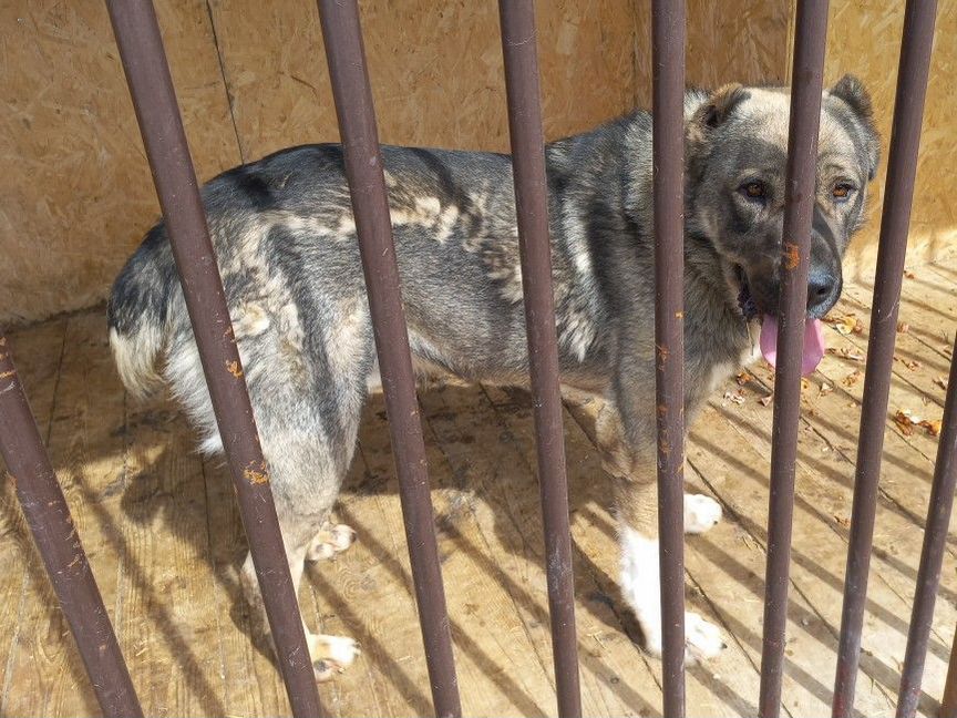 Алабай Арчи ищет дом