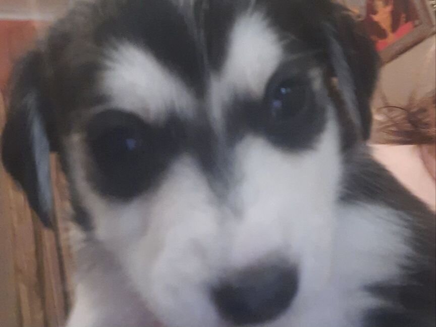 Щенки сибирской хаски девочка