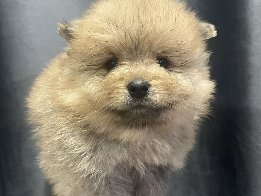 Померанский шпиц