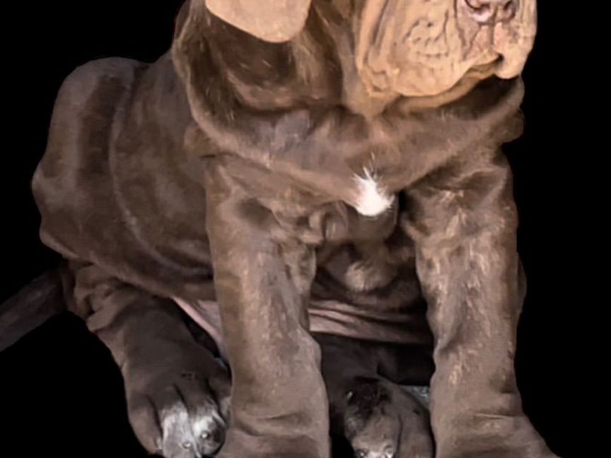 Неаполитанский мастиф