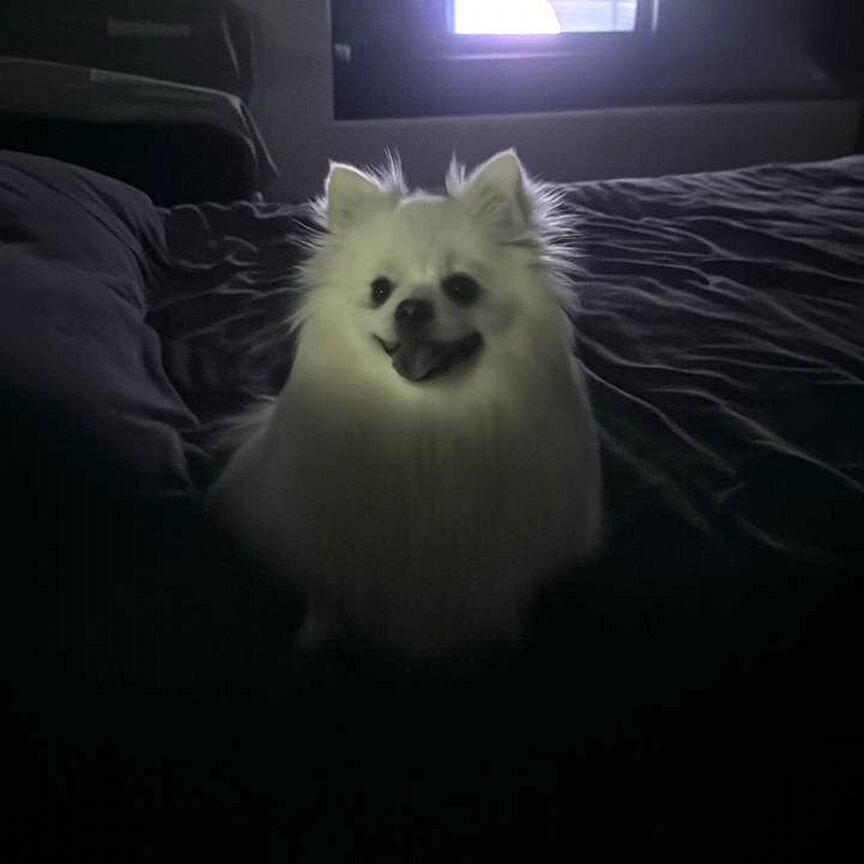 Немецкий шпиц