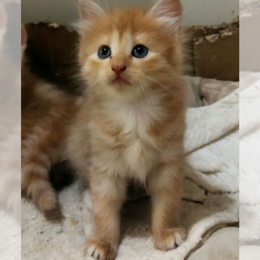 Котята в добрые руки бесплатно