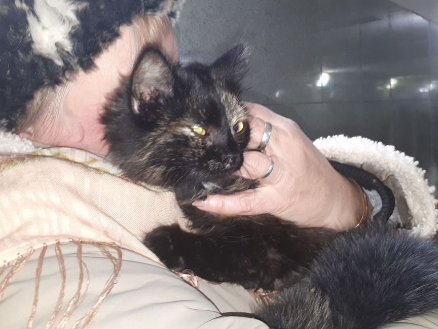 Отдаем кошку, котенка