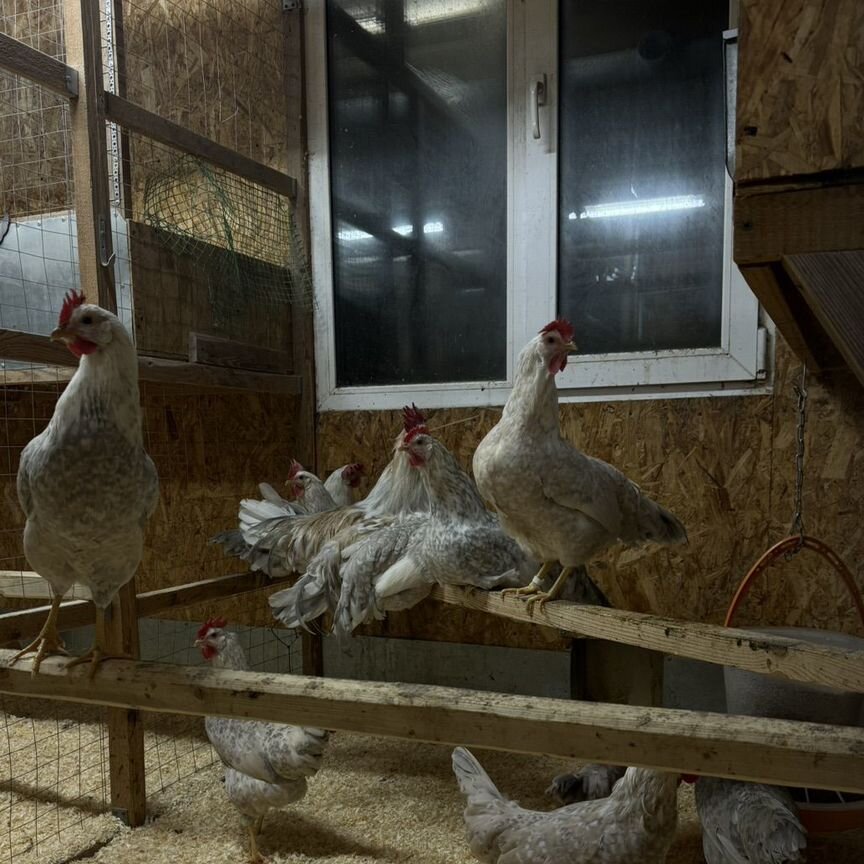 Леггорн изабелла парцеляновая