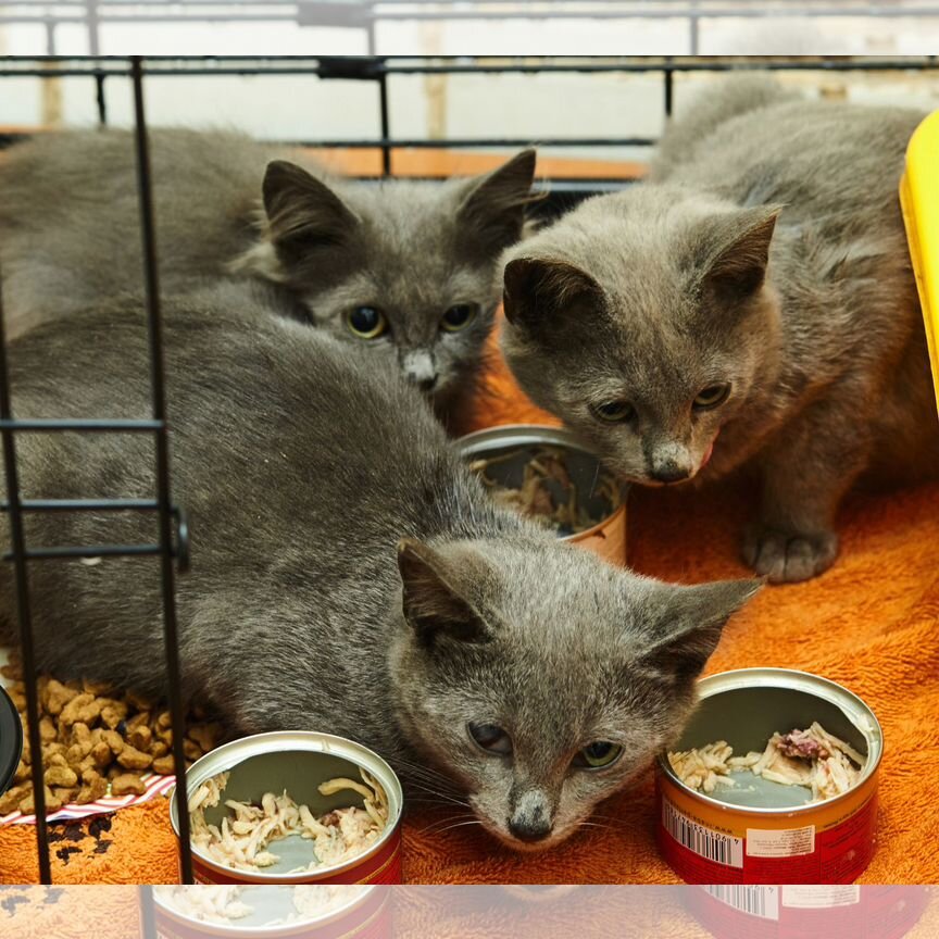 Котята из приюта ищут дом