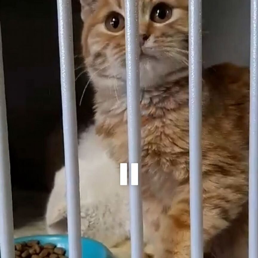 Ласковый рыжик котенок. Подарите дом