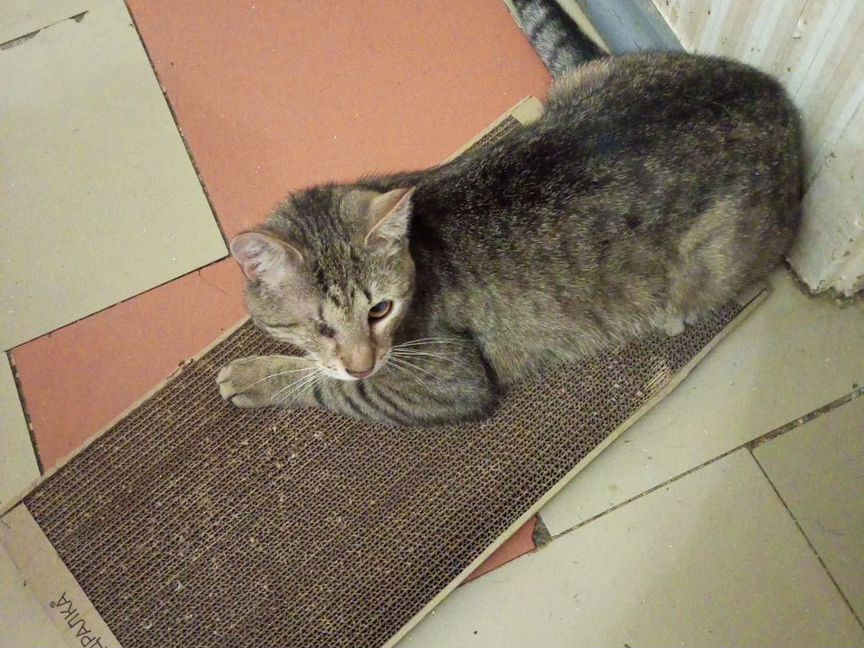 Котенок лапушка