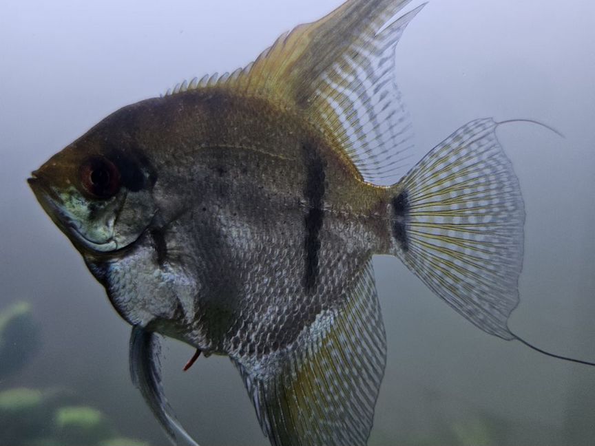 Скалярии пиной 1.5 года