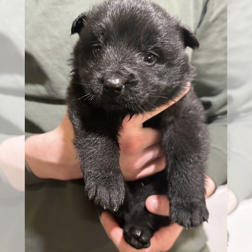 Немецкая овчарка, щенок