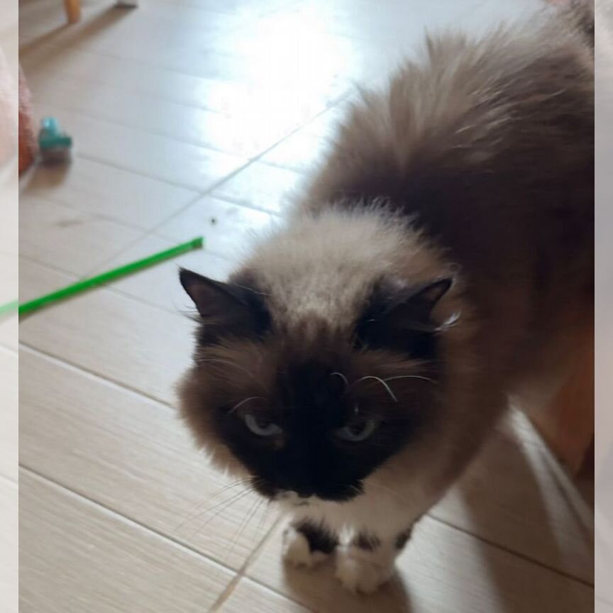 Кошка в дар