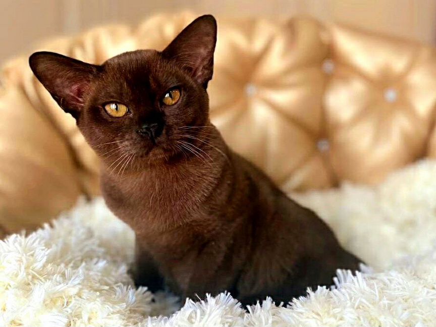 Кошечка соболиного окраса