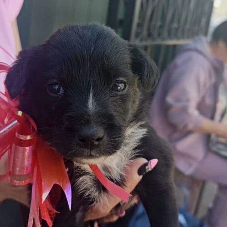 Щенок в добрые руки