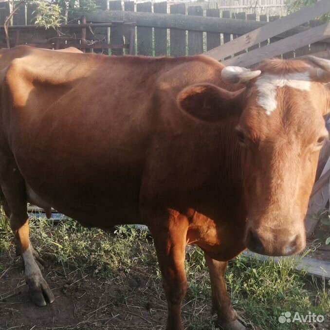 Корова стельная дойная