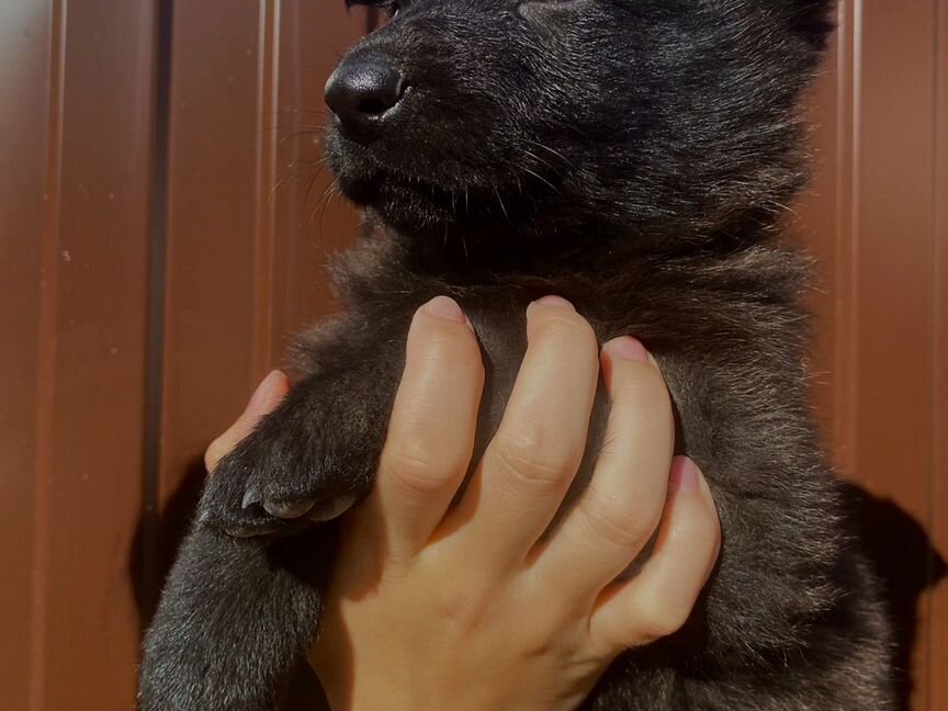 Щенки немецкой овчарки черные