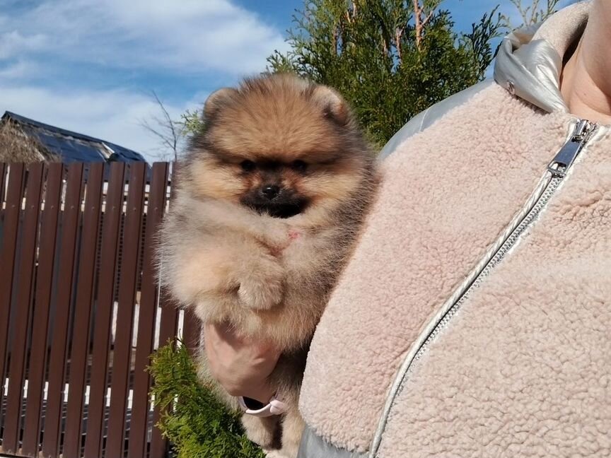 Не шпиц, а сказка парень