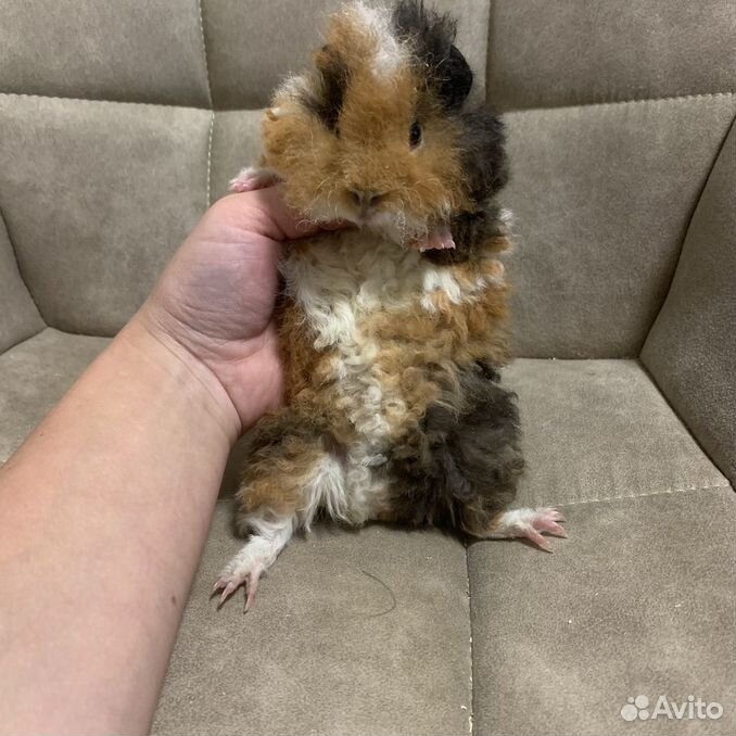 Лункария - поросята очаровашки