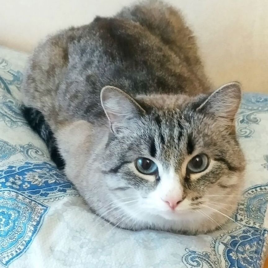 Взрослый кот в добрые руки