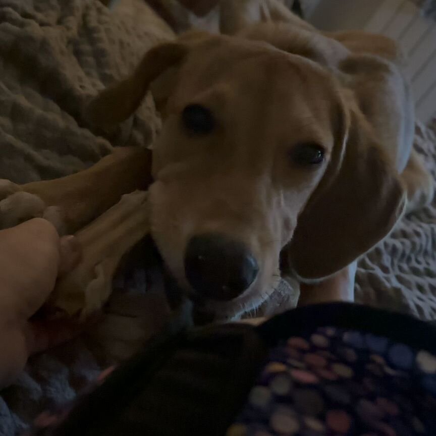 Русская гончая, щенок