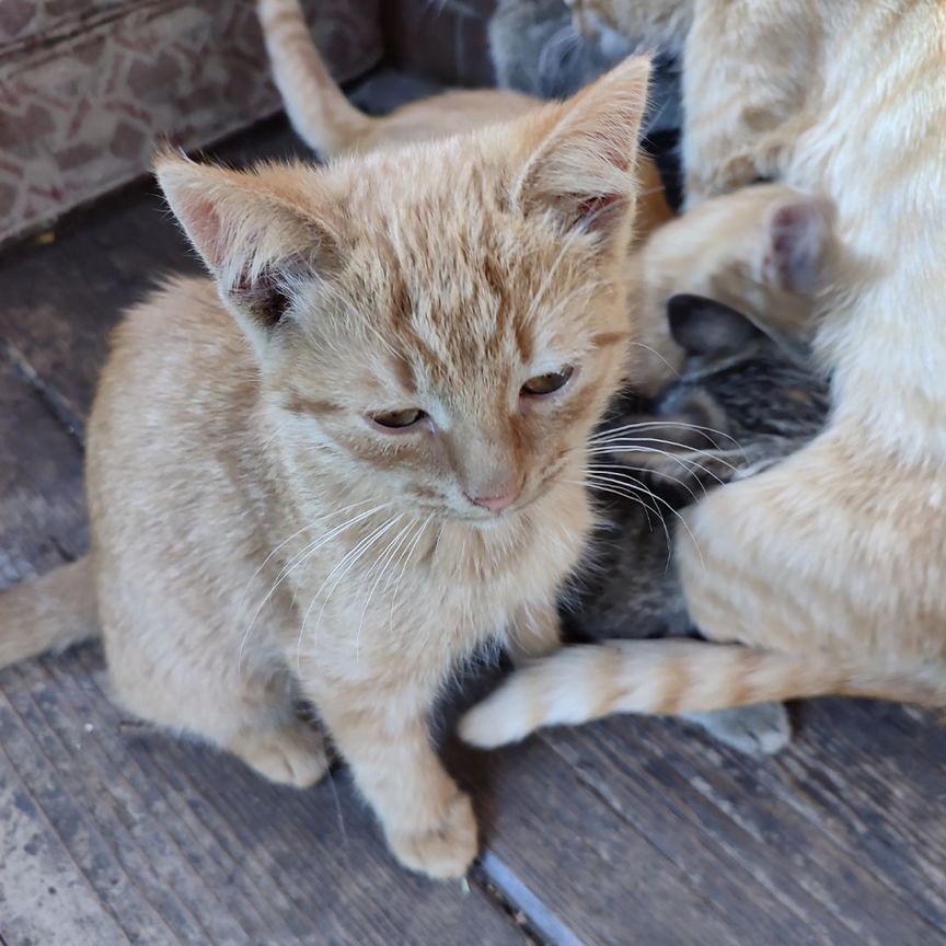 Котята в добрые руки