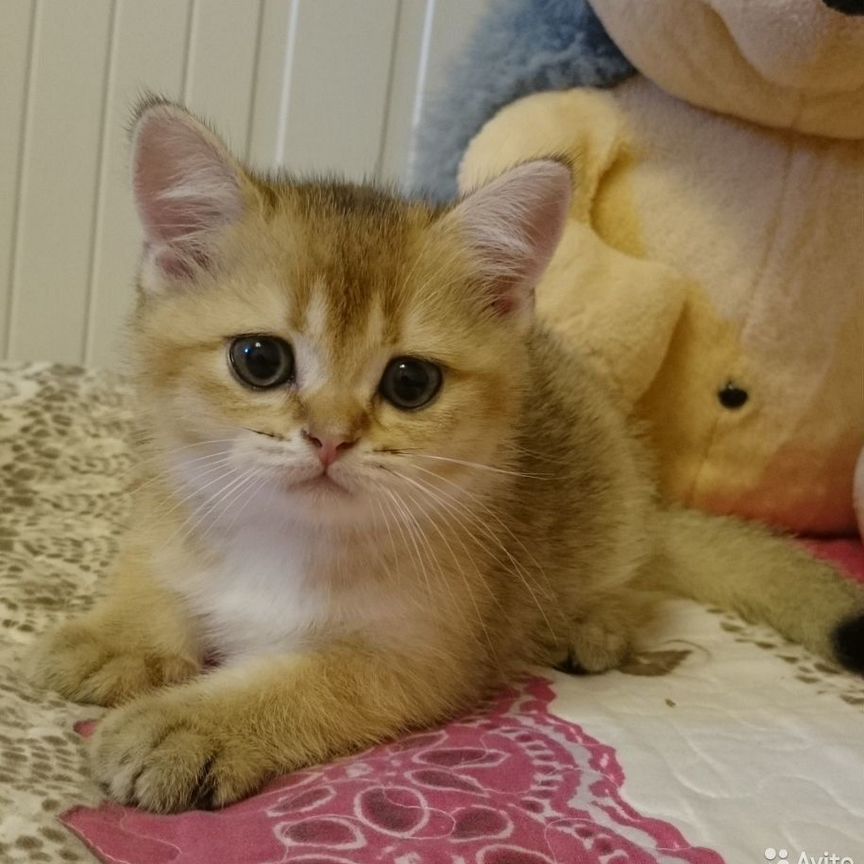 Клубные британцы золотая шиншилла