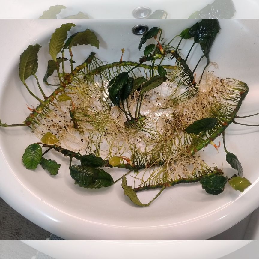 Анубиас кофейнолистный