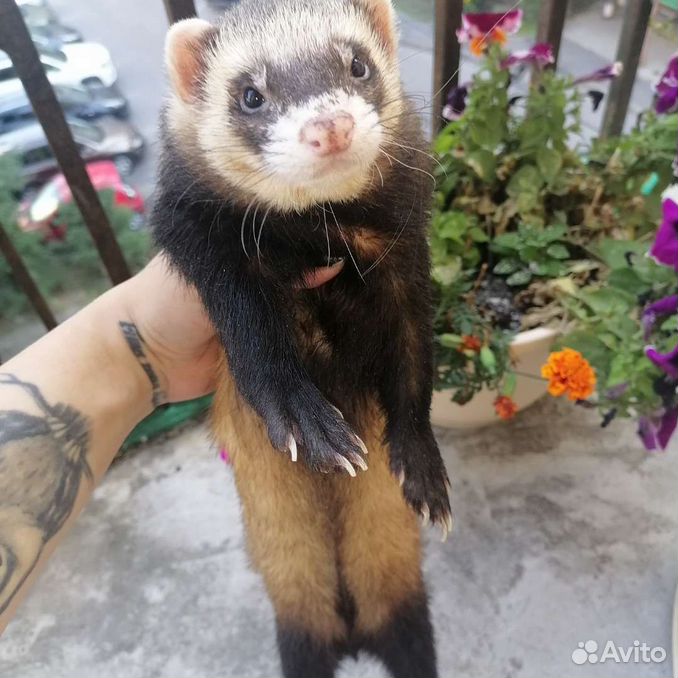 Хорёк мальчик