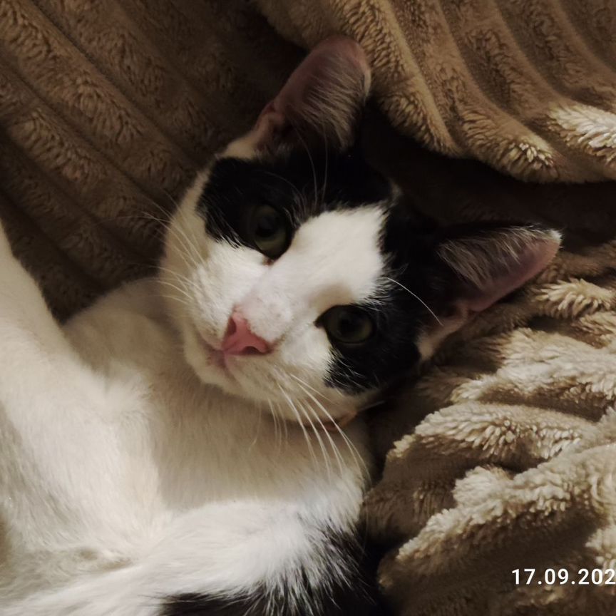 Котёнок в добрые руки