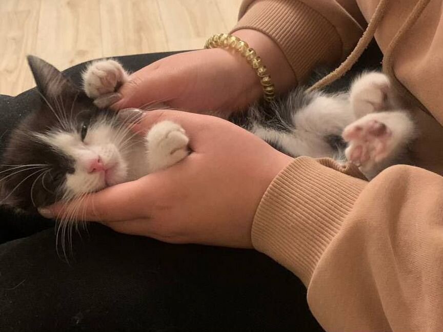 Отдадим бесплатно котенка в добрые руки