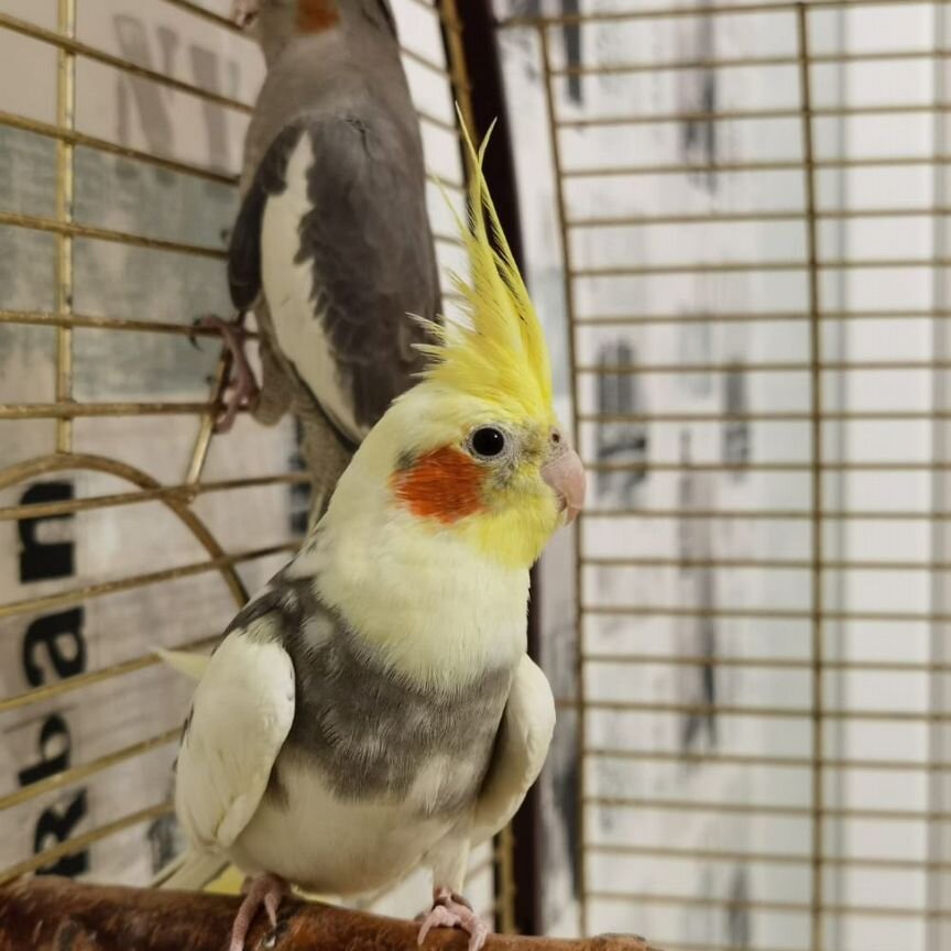 Попугаи корелла самцы 5 месяцев