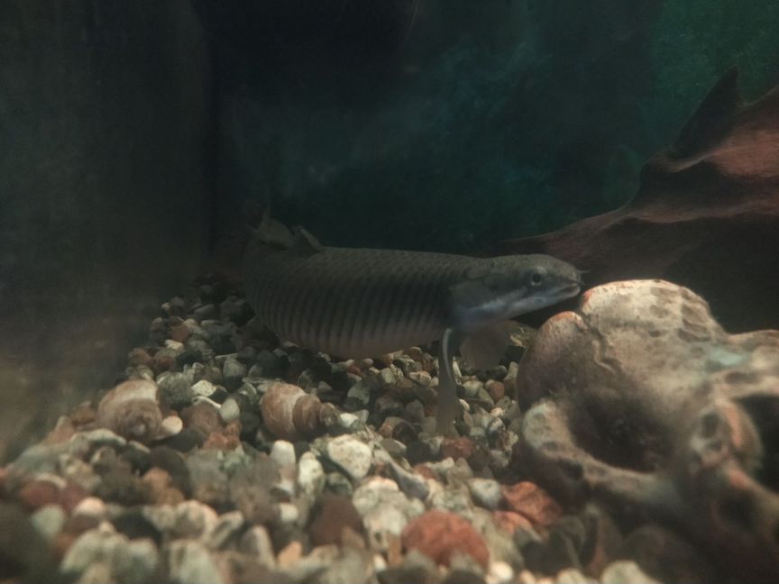 Сенегальский многопер (полиптерус)