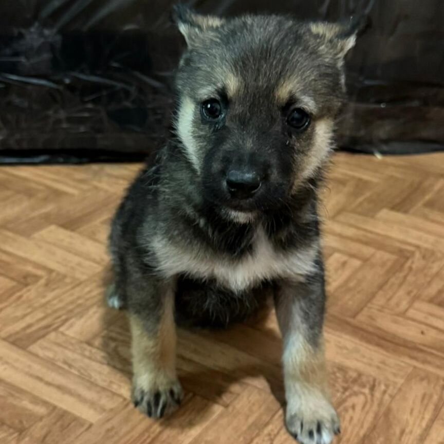 Щенок в добрые руки