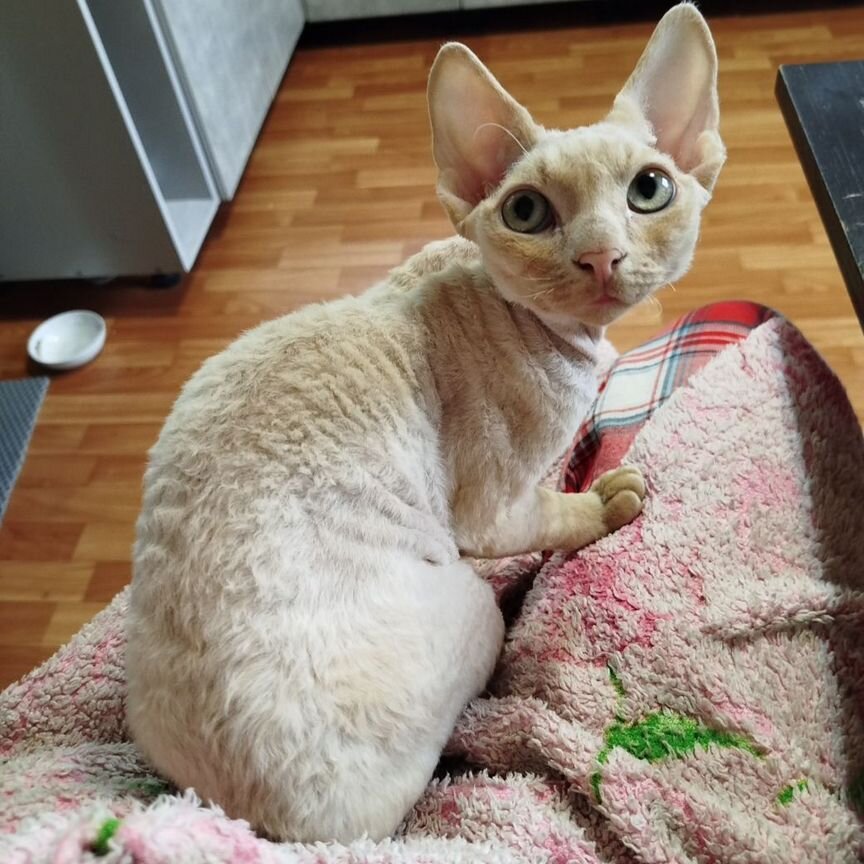 Девон-рекс котёнок