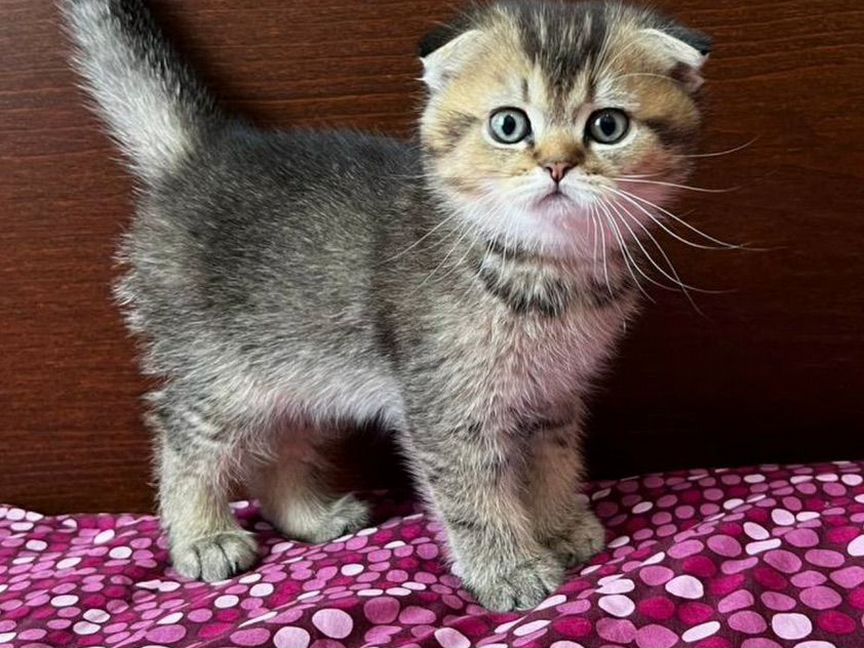 Шотландские котята