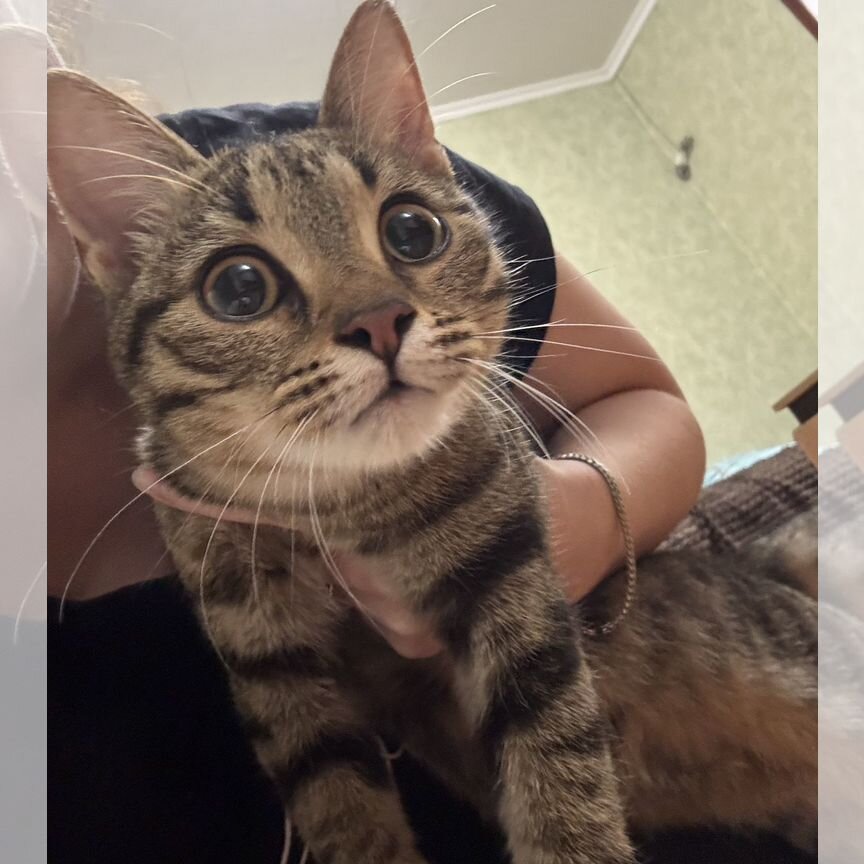 Котята в добрые руки бесплатно